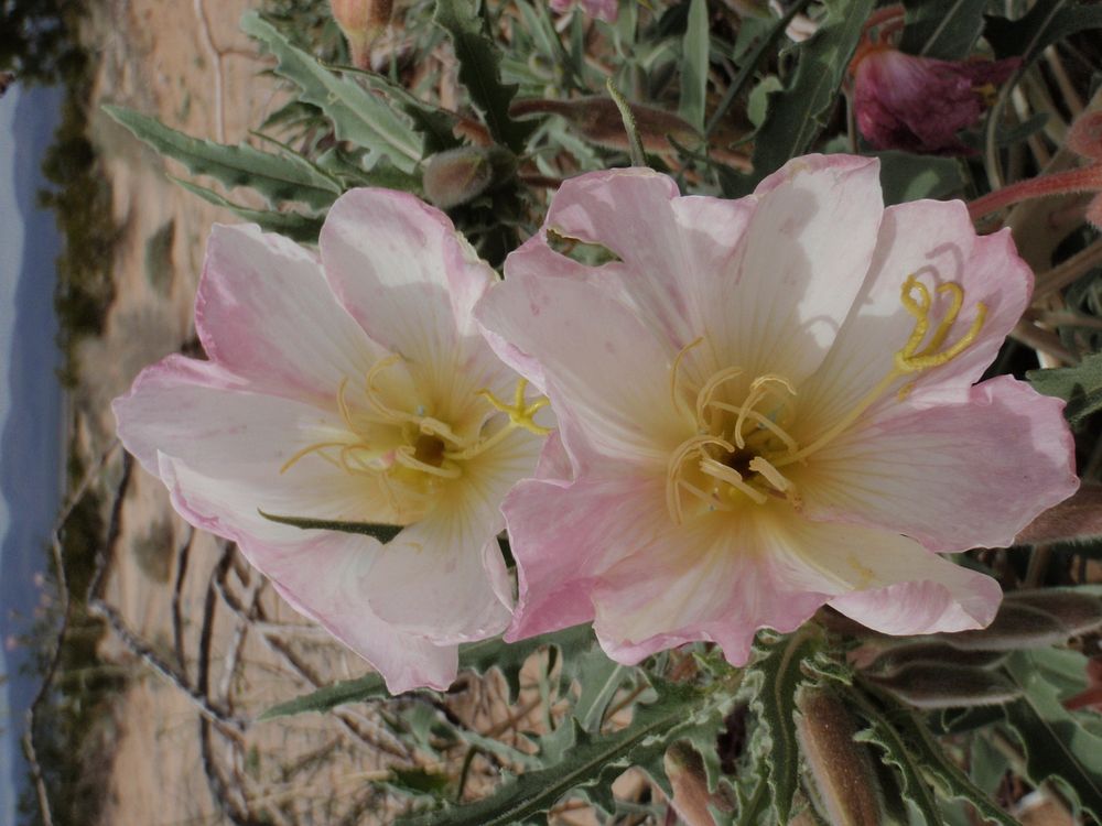 Primrose (Family Primulaceae) | Free Photo - rawpixel
