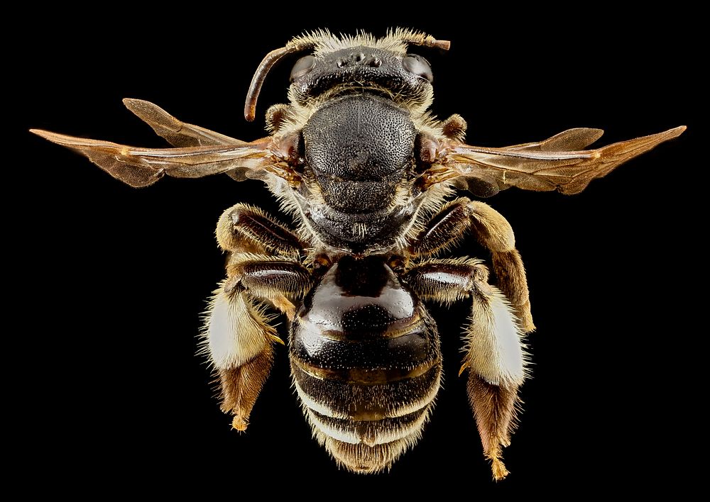 Macropis europea, f, austria, side | Free Photo - rawpixel