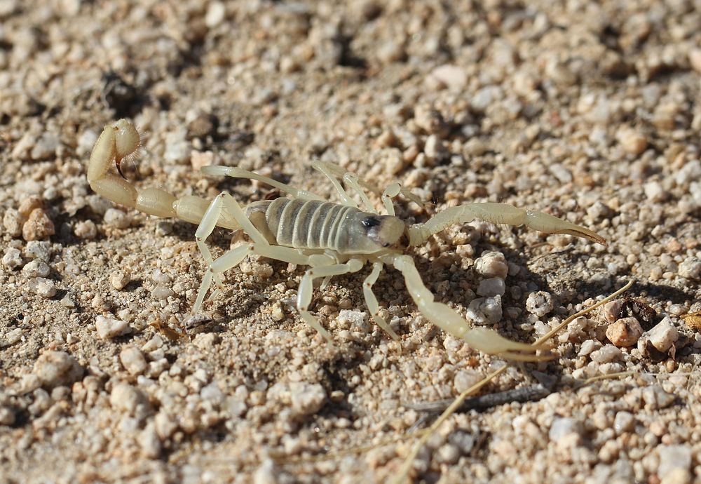 Giant Hairy Scorpion, Hadrurus sp. | Free Photo - rawpixel