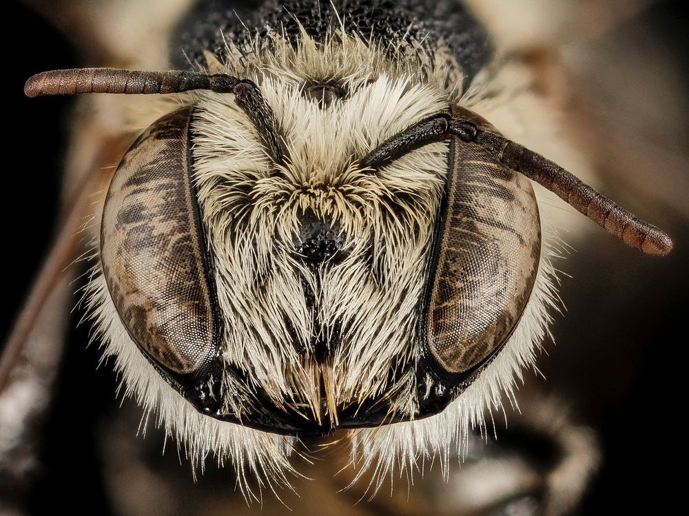 Lithurgus tibialis, F, Face, Greece | Free Photo - rawpixel