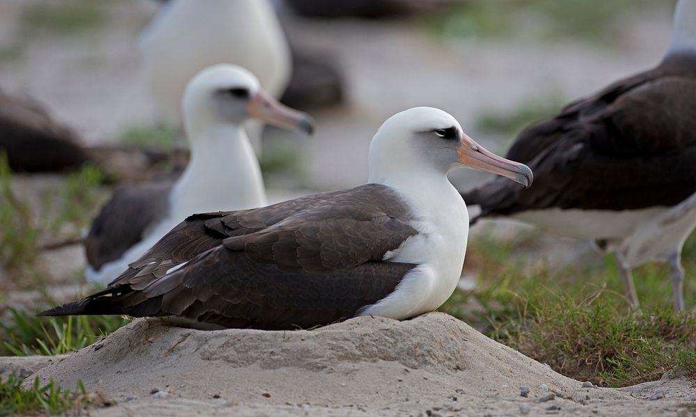 Wisdom the albatross bird | Free Photo - rawpixel