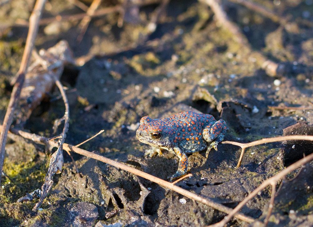Red-spotted Toad | Free Photo - rawpixel