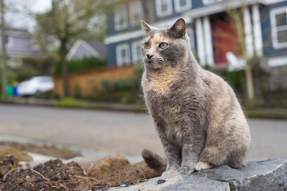 Cat | Free Photo - rawpixel