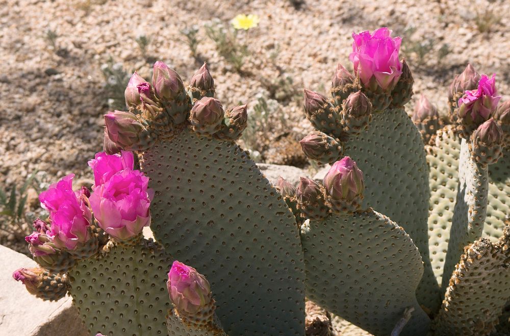 Beavertail Cactus (Opuntia basilaris) | Free Photo - rawpixel