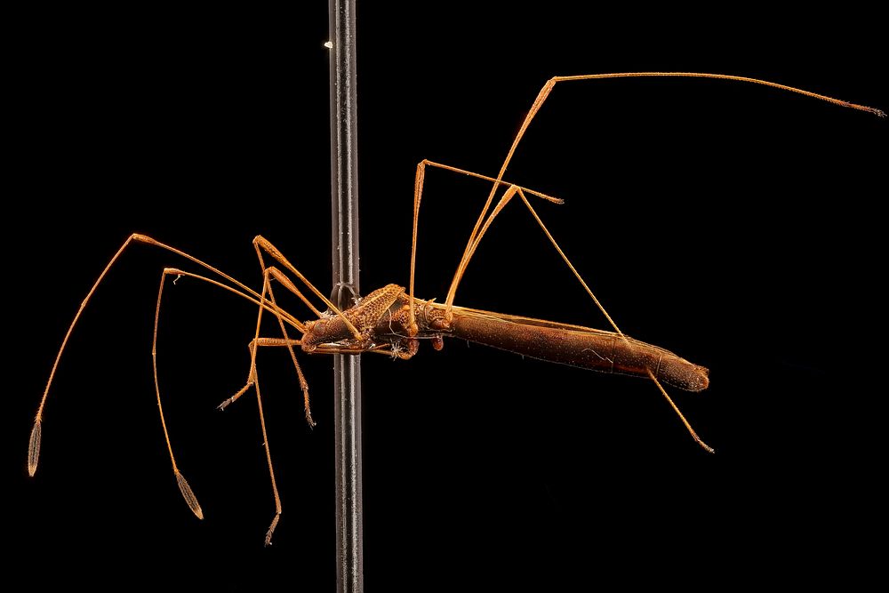 Stilt bug, Kenilworth Aquatic Gardens, | Free Photo - rawpixel