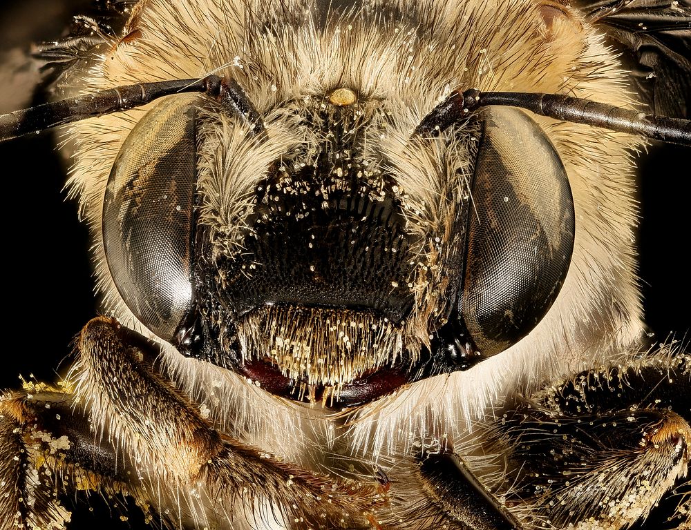 Anthophora californica, f, face, Hidalgo | Free Photo - rawpixel