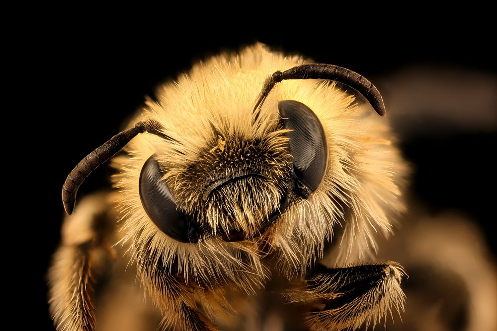 Diadasia species, f, face, Patagonia | Free Photo - rawpixel