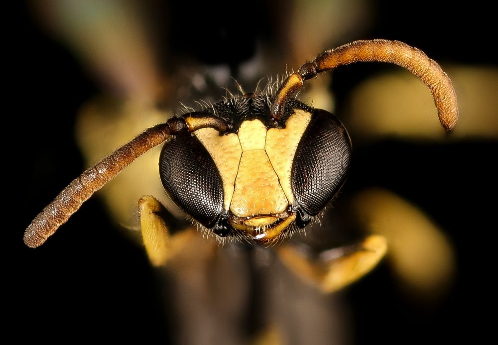 Hylaeus pictipes, m, face2, Crawford | Free Photo - rawpixel