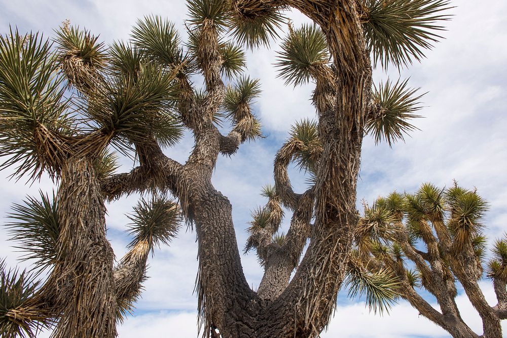 Joshua tree (Yucca brevifolia) branches | Free Photo - rawpixel
