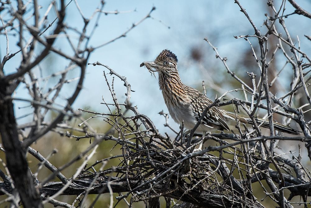 Greater roadrunner (Geococcyx californianus) with lizard | Free Photo ...