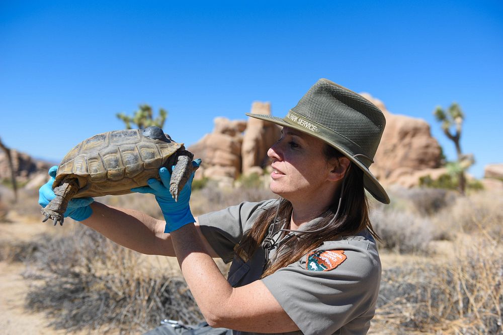 Ranger looking at tortoise | Free Photo - rawpixel