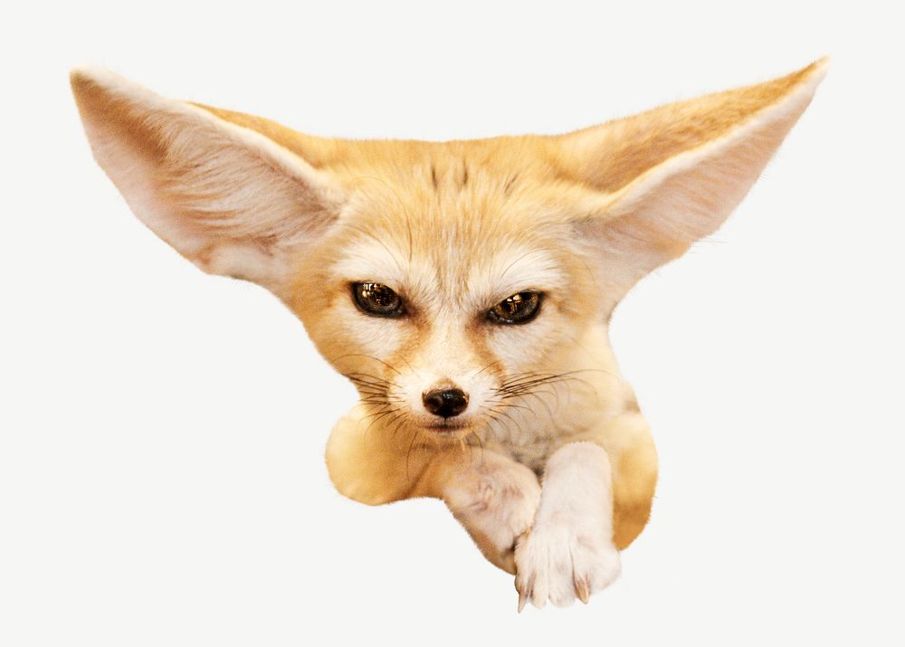 Fennec fox, wild animal collage | Premium PSD - rawpixel