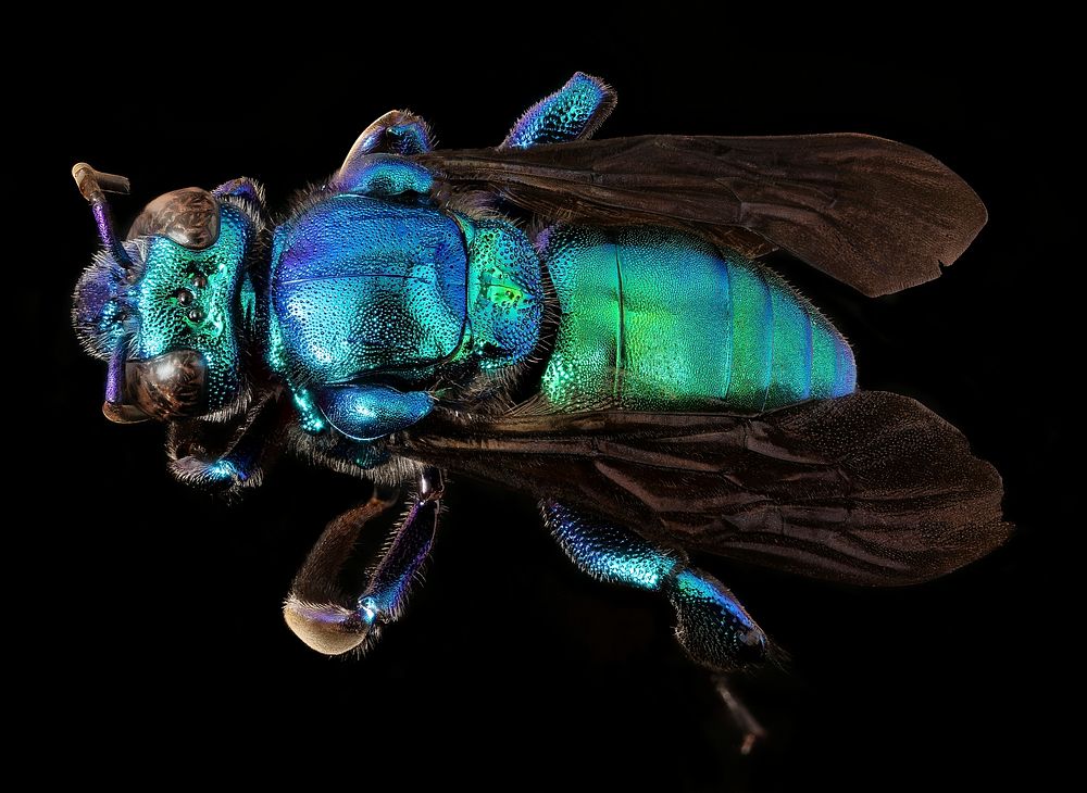 Exaerete smaragdina, m, bagaces, costa | Free Photo - rawpixel