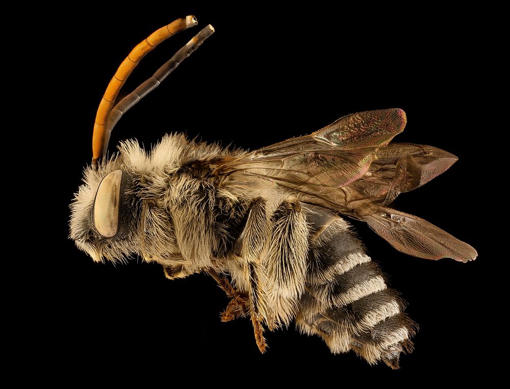 Melissodes apicata, m, side, velum, | Free Photo - rawpixel