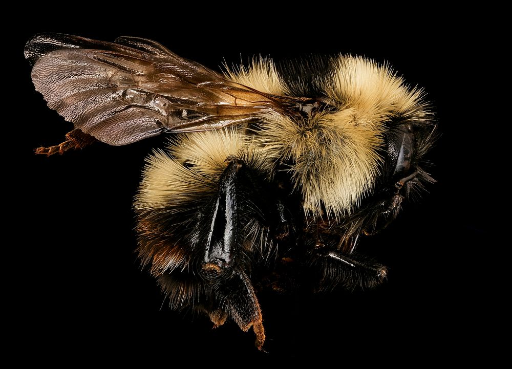 Bombus rufocinctus, f, right side | Free Photo - rawpixel