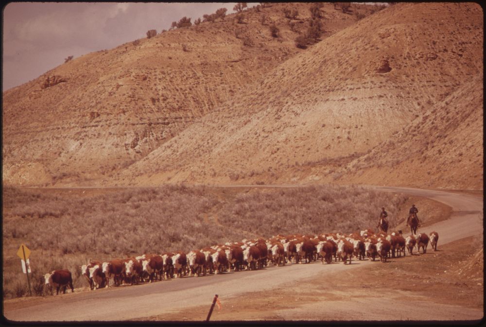 Beeves Images | Free Photos, PNG Stickers, Wallpapers & Backgrounds ...