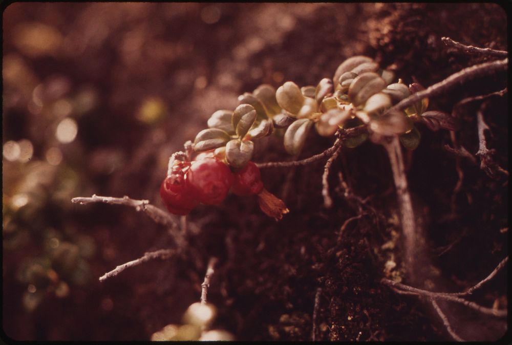 Small Cluster Inedible Berries West | Free Photo - rawpixel