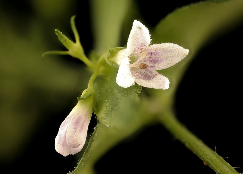 Houstonia longifolia, long-leaved bluet, Howard | Free Photo - rawpixel