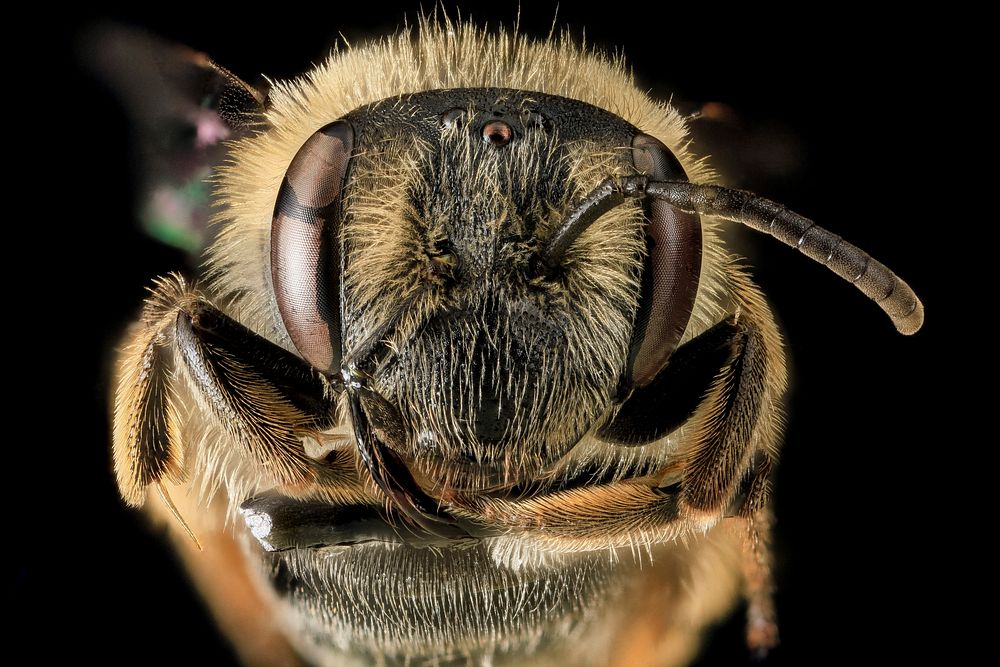 Andrena cressonii, F, Face, MD | Free Photo - rawpixel
