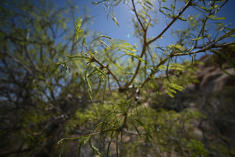 Mesquite tree close up | Free Photo - rawpixel