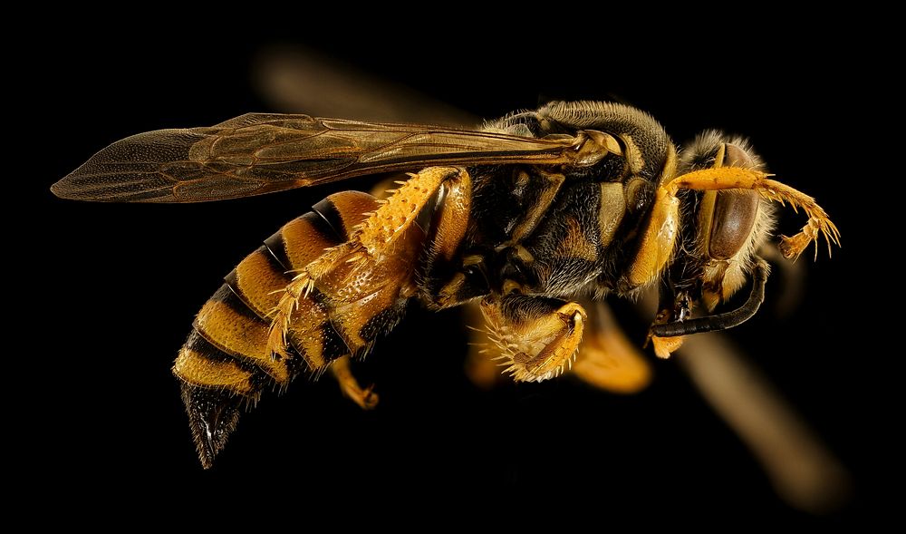 African wasp, f, right, Kruger | Free Photo - rawpixel