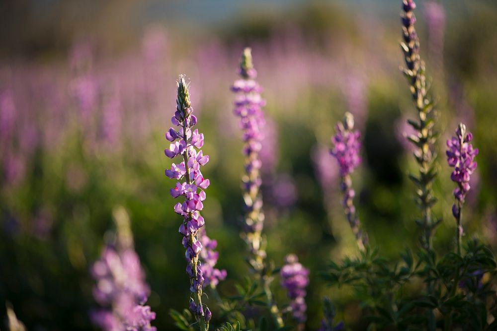 Arizona Lupine near Cottonwood | Free Photo - rawpixel