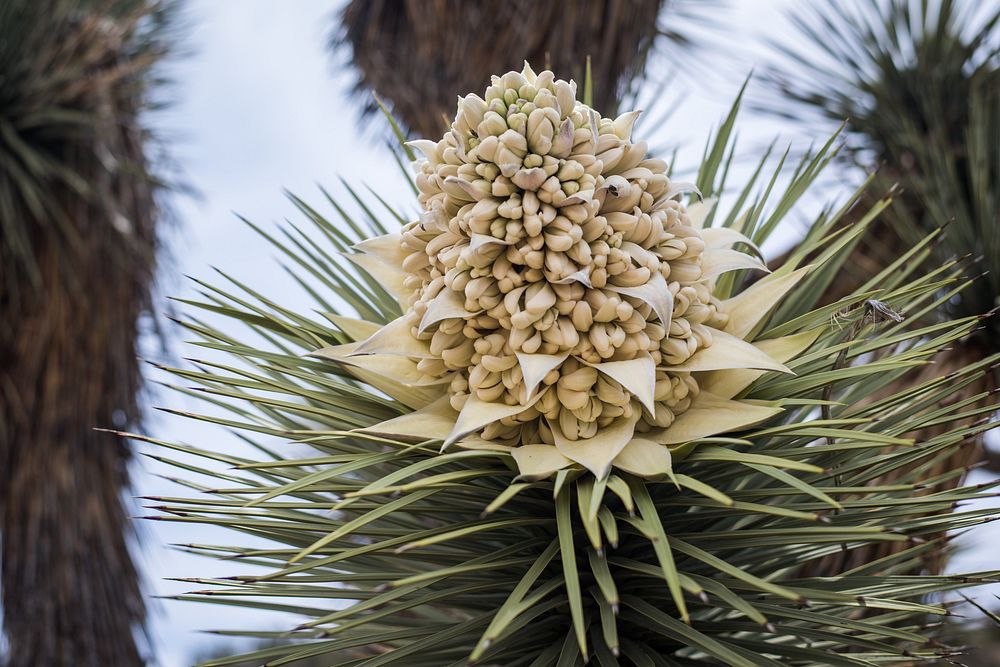 Large Joshua tree on Panorama | Free Photo - rawpixel
