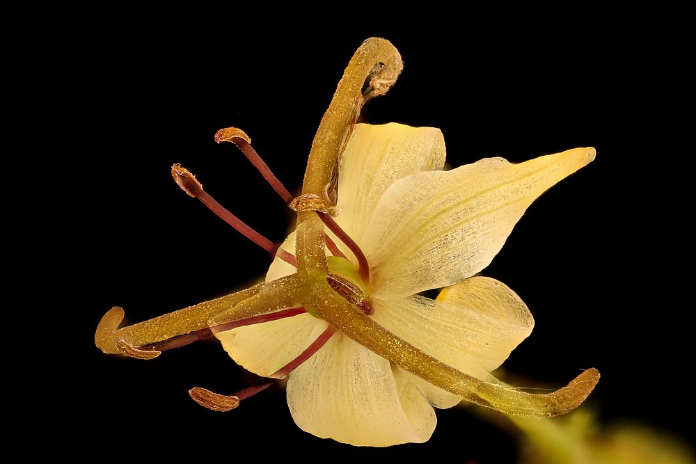 Medeola virginiana 3, Indian-Cucumber Root | Free Photo - rawpixel