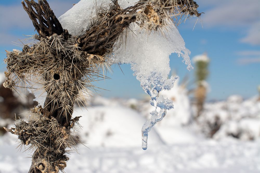Ice on cactus | Free Photo - rawpixel