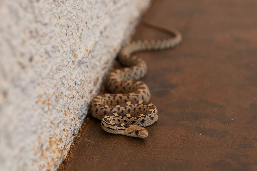 Juvenile gopher snake Oasis Visitor | Free Photo - rawpixel