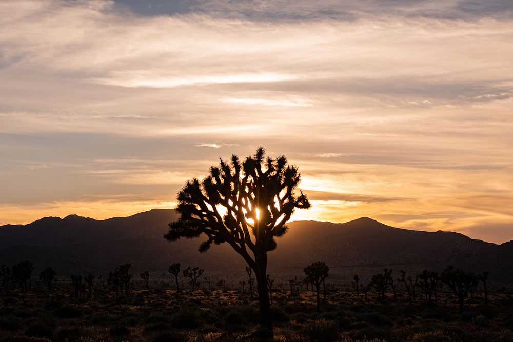 Sunsets in Joshua Tree | Free Photo - rawpixel