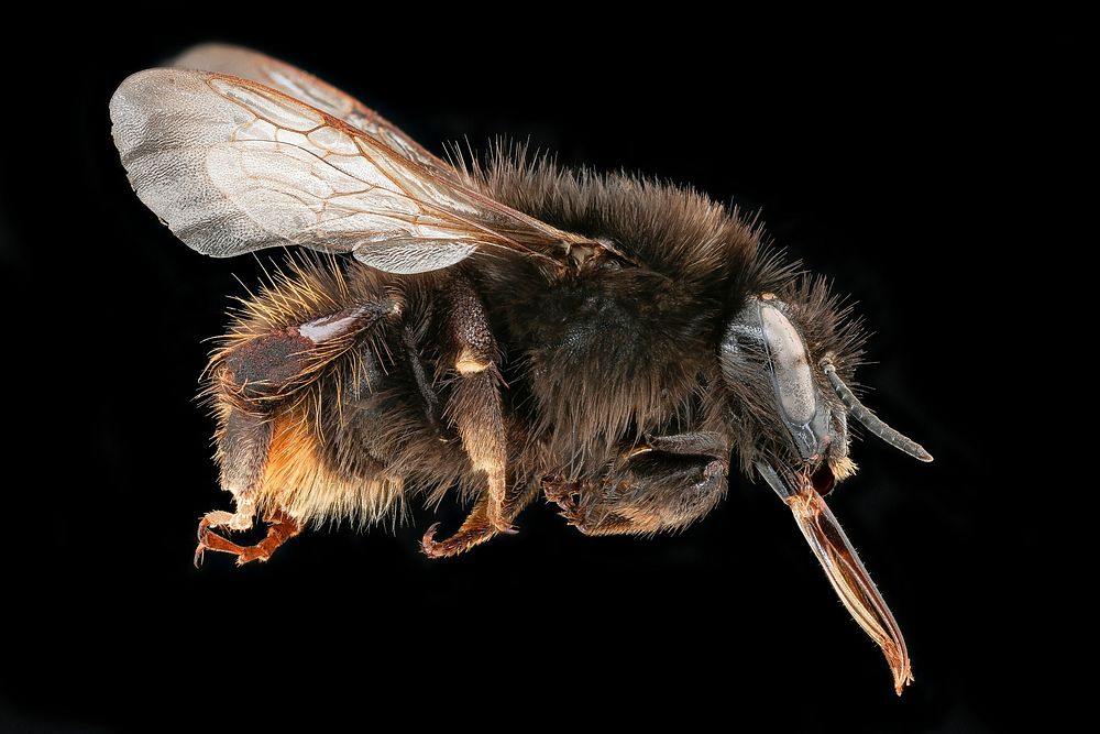 Bombus ruderarius, f, right, Podunajska, | Free Photo - rawpixel