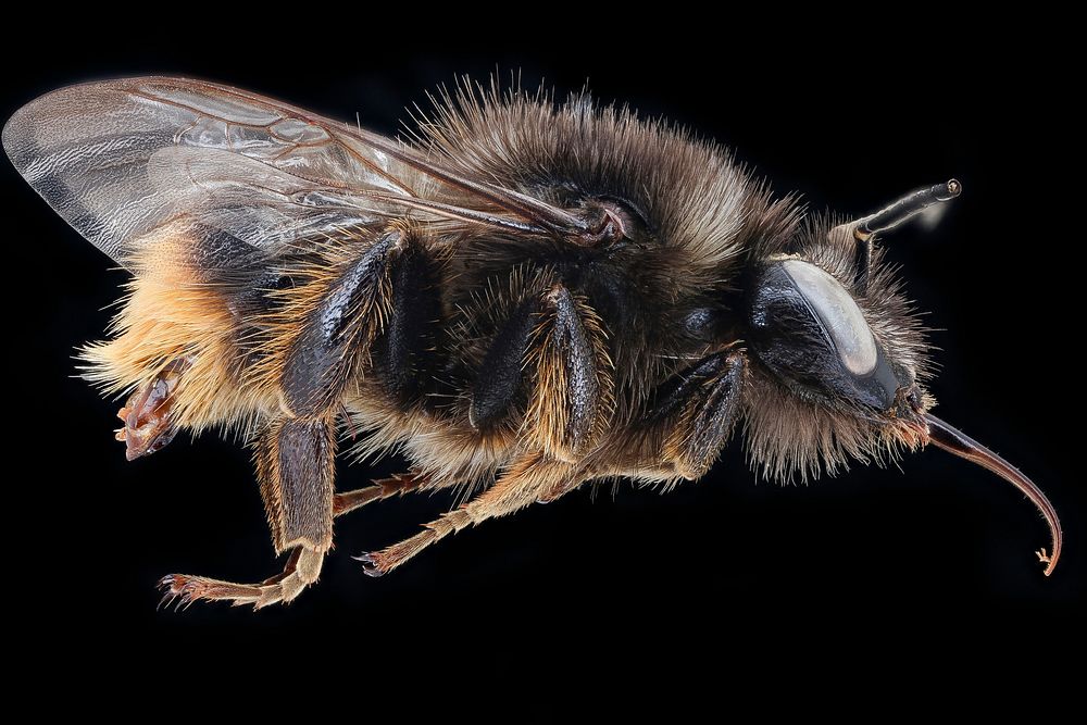 Bombus ruderarius, m, right, Podunajska, | Free Photo - rawpixel