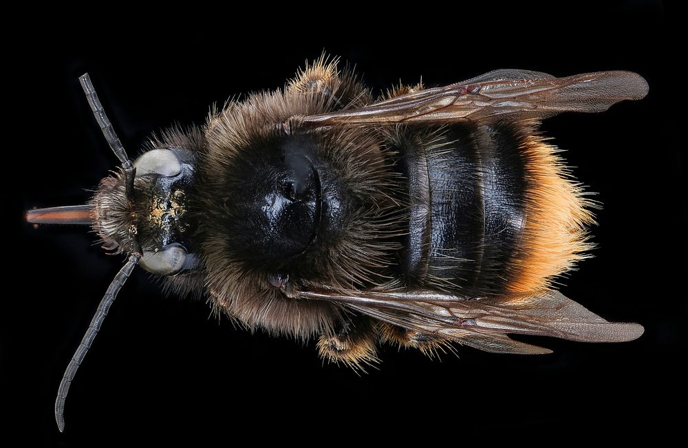 Bombus ruderarius, m, back, Podunajska, | Free Photo - rawpixel