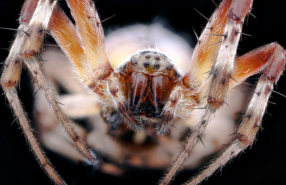 Cool spider, face | Free Photo - rawpixel