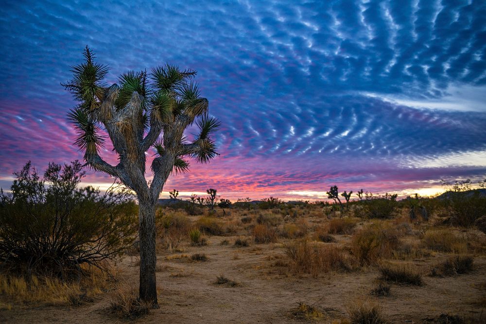Desert landscape at sunset | Free Photo - rawpixel