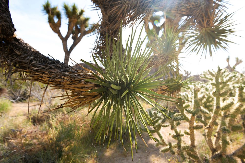 Joshua tree branches in sunlight | Free Photo - rawpixel