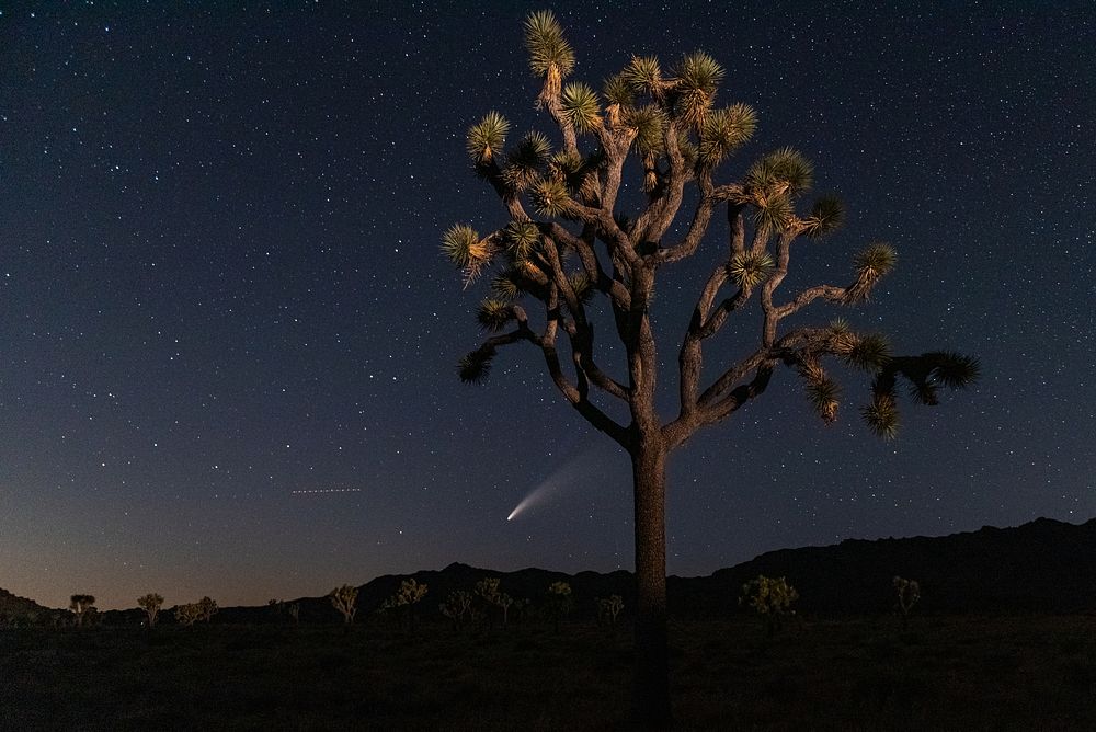 NEOWISE Comet with Joshua Tree | Free Photo - rawpixel