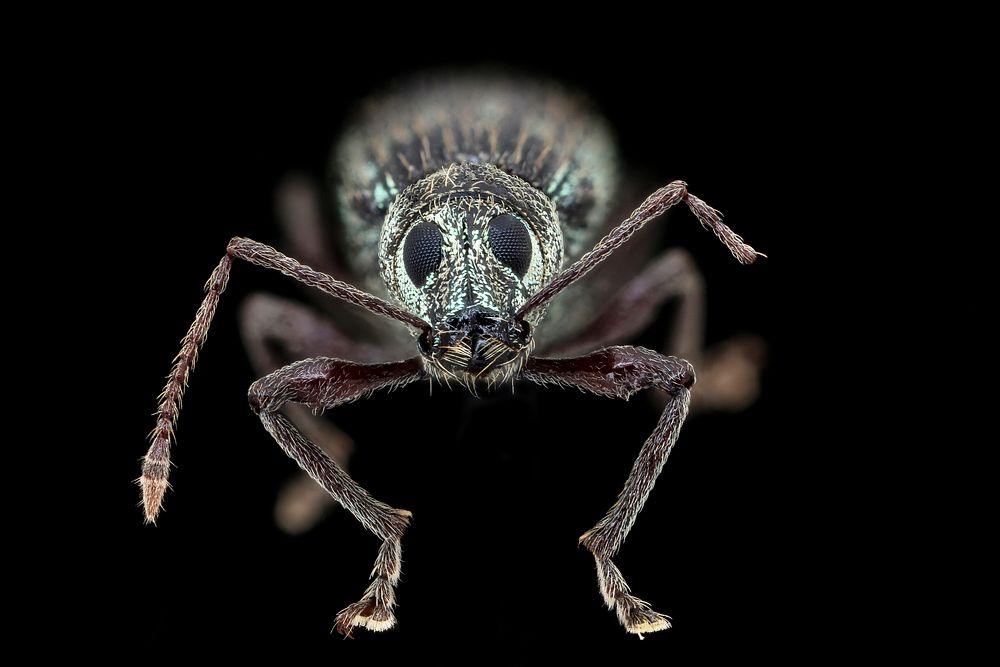 Black weevil, face, MAGLEV | Free Photo - rawpixel