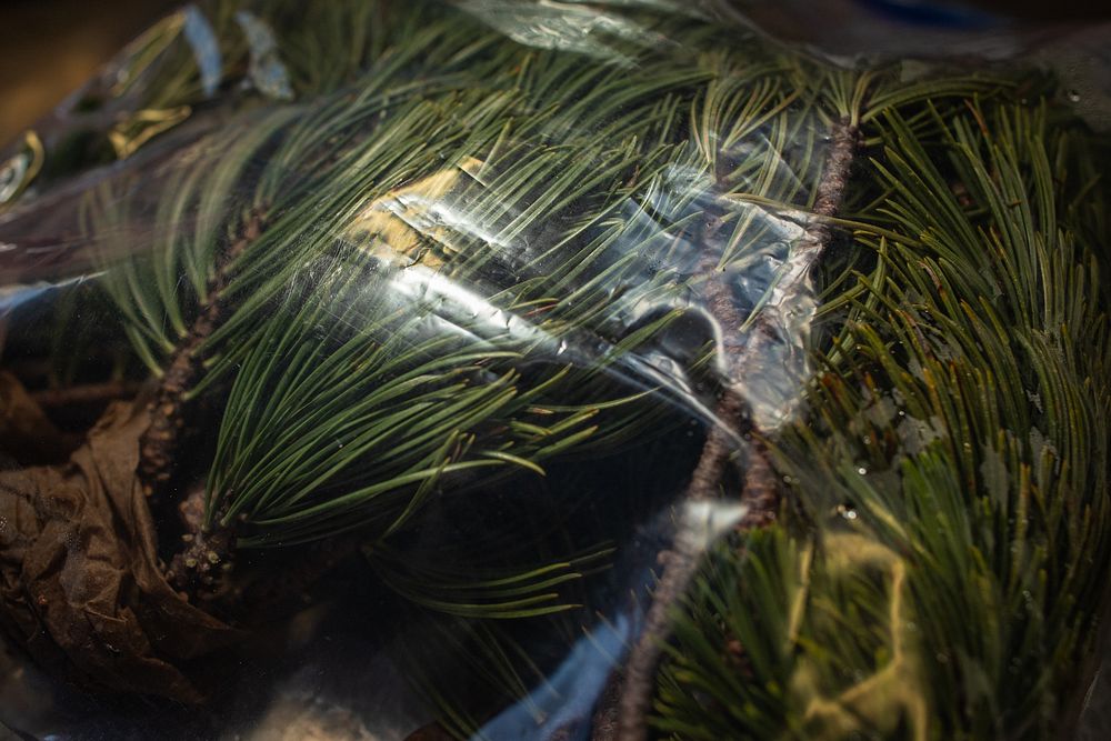 Glacier's Native Plant Nursery | Free Photo - rawpixel