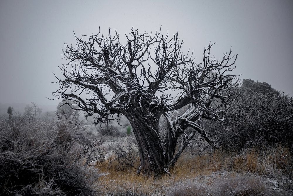 Pinyon pine covered snow Keys | Free Photo - rawpixel