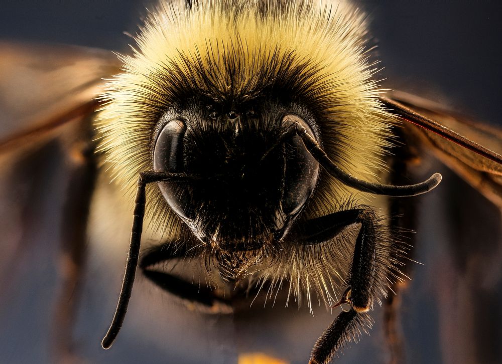 Bombus affinis, f, WV, face | Free Photo - rawpixel