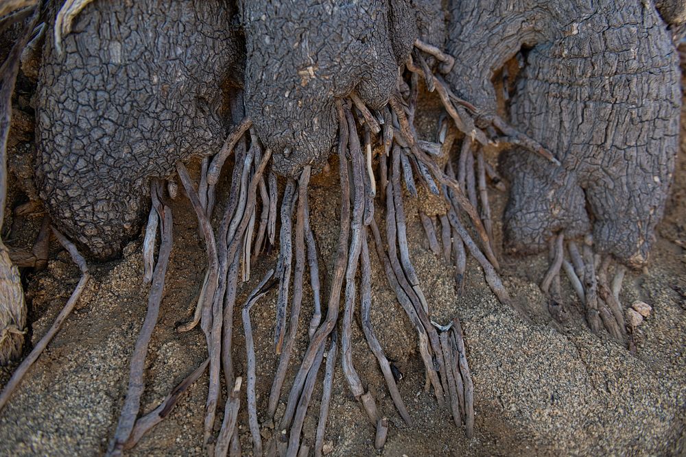 Joshua Tree (Yucca brevifolia) roots | Free Photo - rawpixel