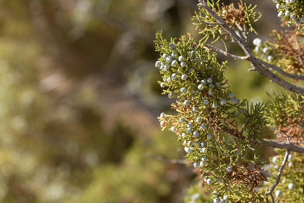 Juniper Bush | Free Photo - rawpixel