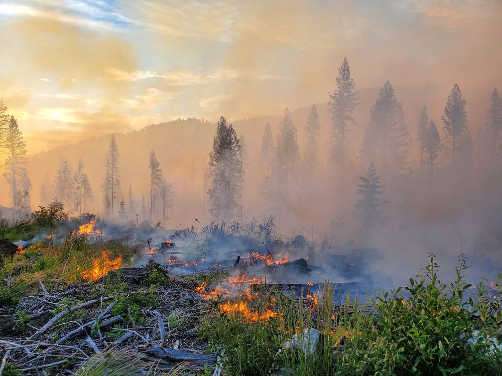 Litte Pine Fire. Litte Pine | Free Photo - rawpixel