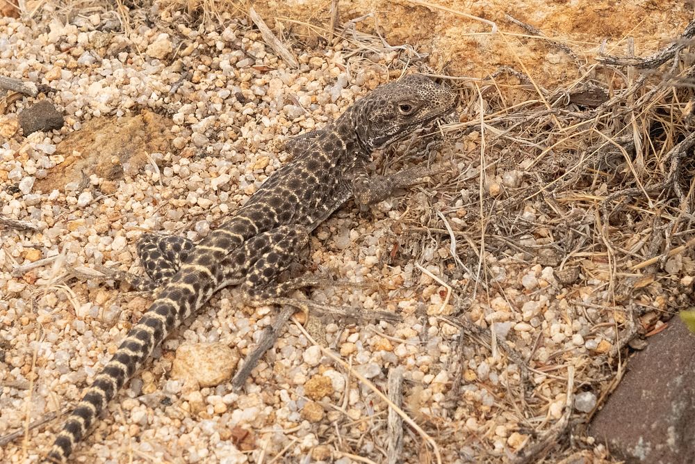 Leopard lizard | Free Photo - rawpixel