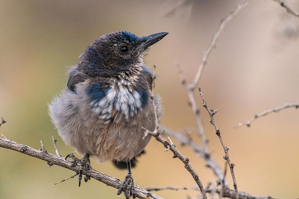 Scrub jay | Free Photo - rawpixel