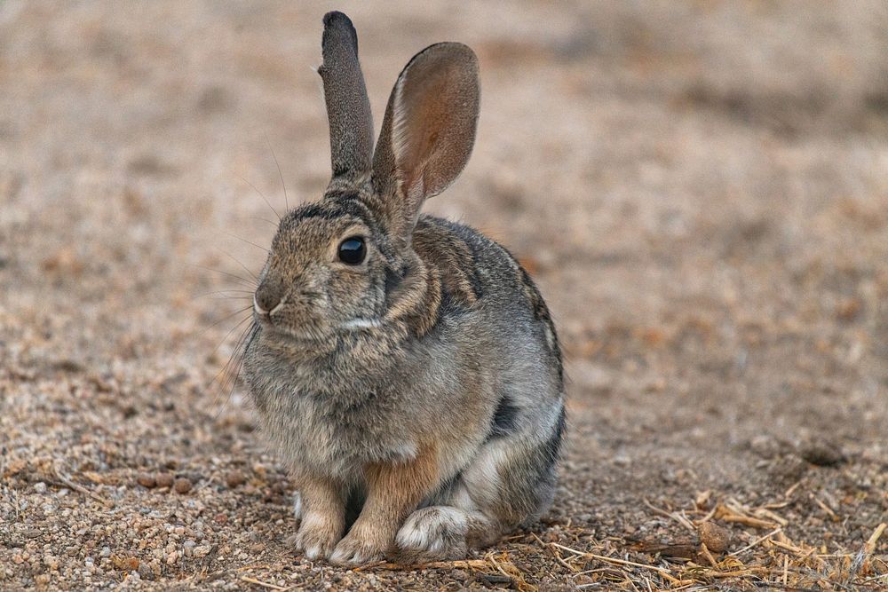 Cottontail rabbit | Free Photo - rawpixel