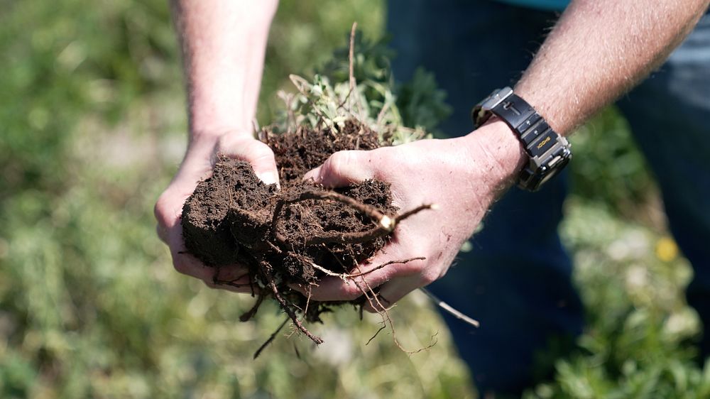 Alfalfa has large tap roots | Free Photo - rawpixel