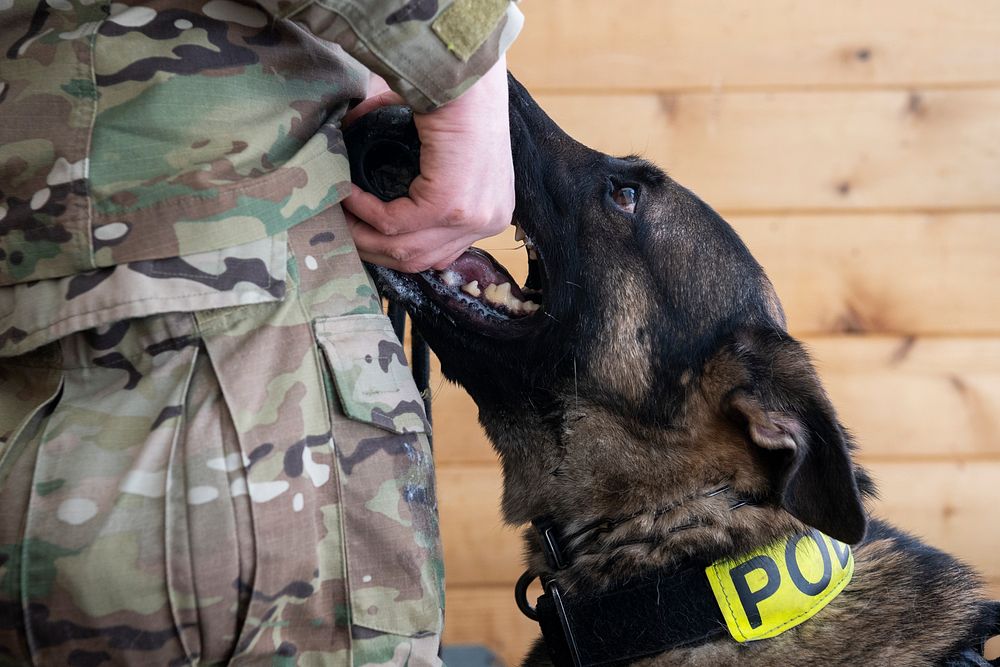 Air Force military working dog | Free Photo - rawpixel